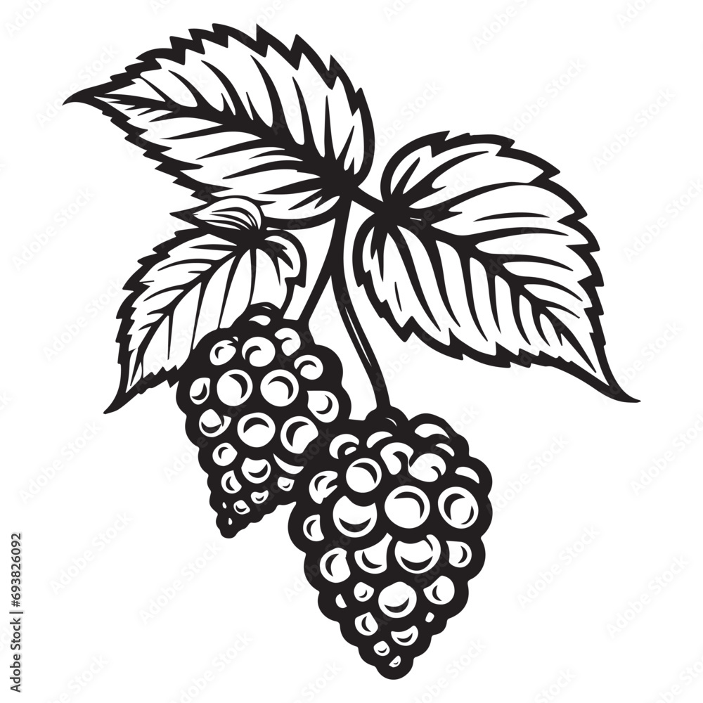 Raspberry silhouettes and icons. Black flat color simple elegant white ...