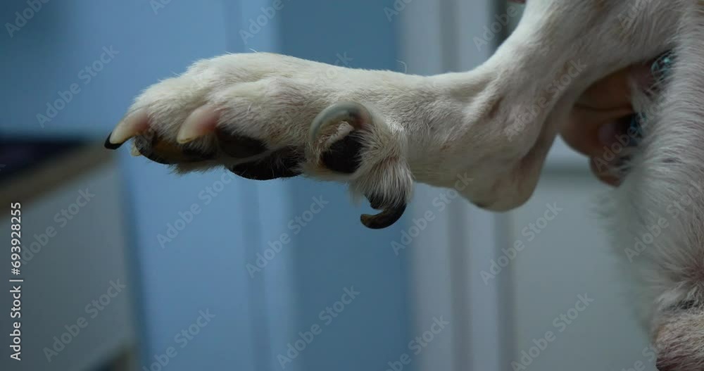 A dog's hind paw with extra toes. Close-up of a dog's paw on a ...