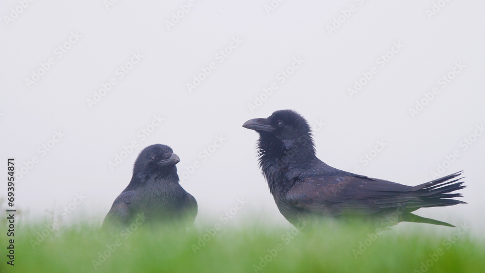 Common raven couple of birds in a fog Corvus corax Stock Photo | Adobe ...
