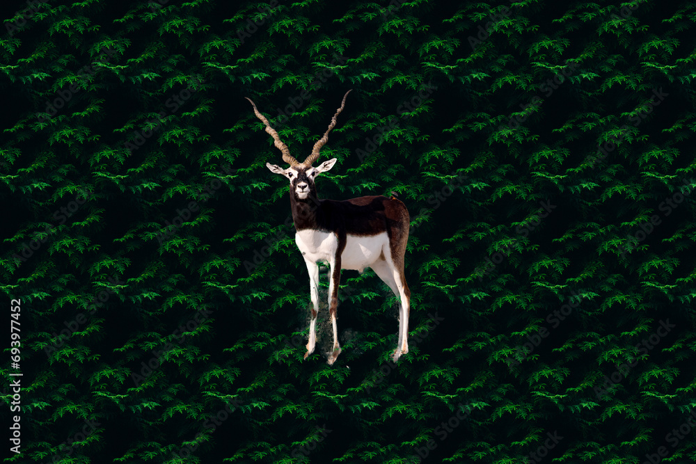Endangered species Blackbuck in Bishnoi village forest reserve area ...