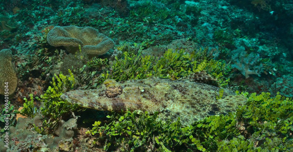 side view of crocodilefish camouflaged among the healthy coral reefs of ...