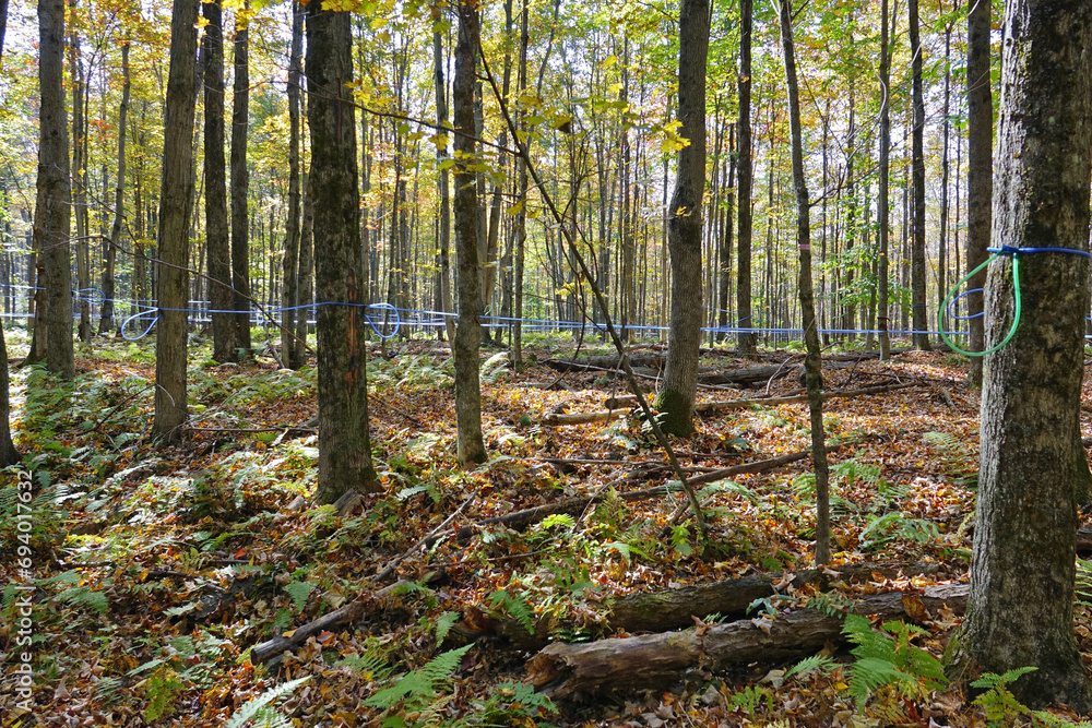 Erablière dans le Canton-De-l'Est au Canada et récolte du sirop d ...