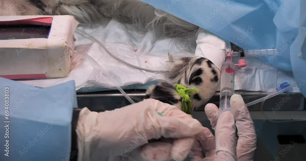 During surgery, the veterinary anesthesiologist injects an anesthetic ...
