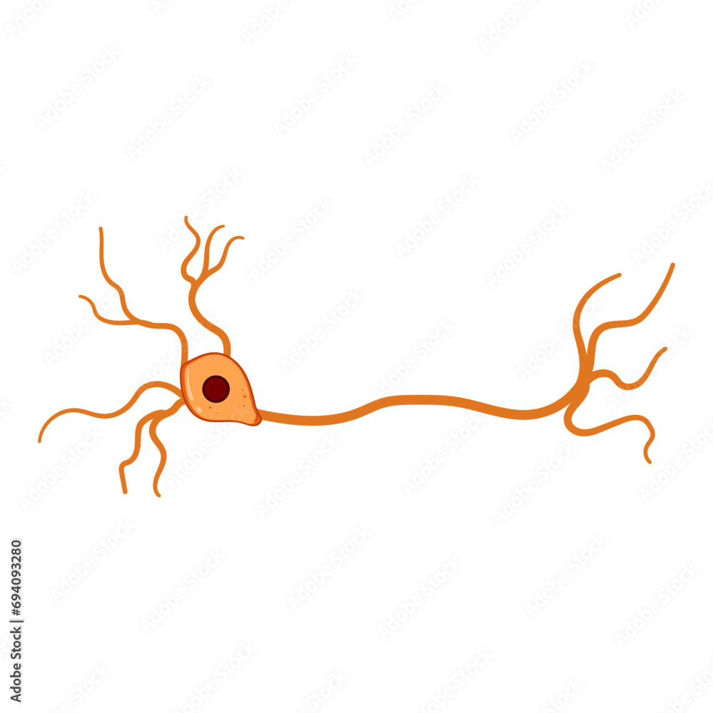 cell neurons cartoon. system nerve, synapse structure, human anatomy ...