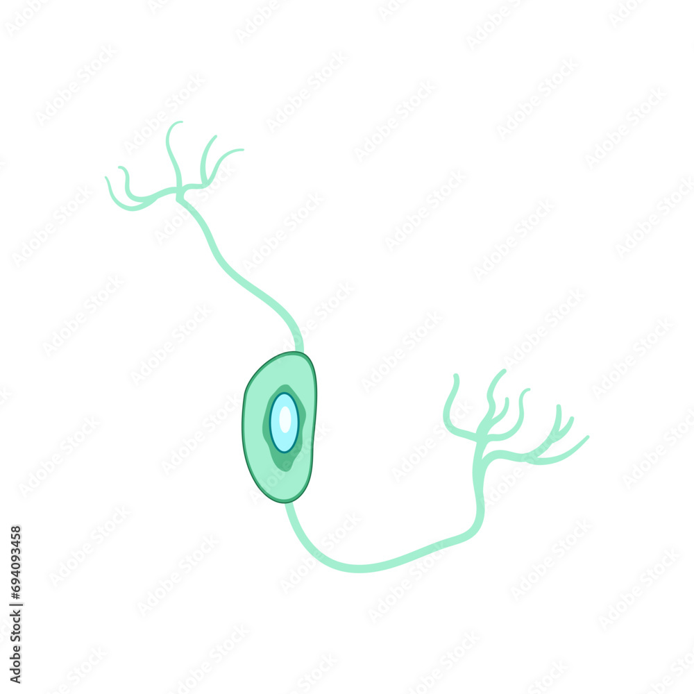 nerve neurons cartoon. synapse structure, human anatomy, diagram myelin ...
