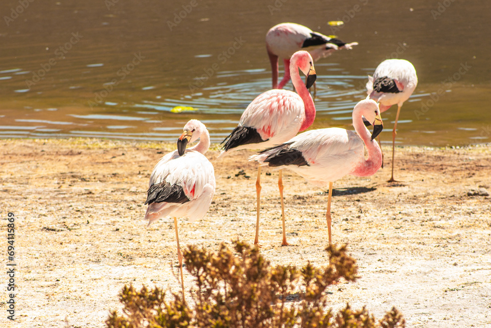 Foto de fauna del norte de chile, flamencos rosados, paisajes, desierto ...