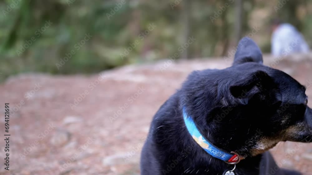 Portrait of a Lost Black Dog with a Collar on a Blurred Background of a ...