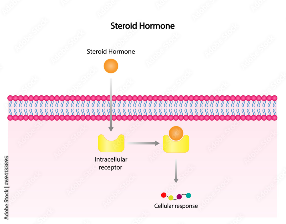 Steroid hormones mechanism of action. Steroids Bind to an intracellular ... Steroid hormones mechanism of action. Steroids Bind to an intracellular ...