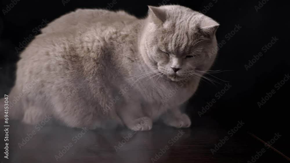 Close up, Large Gray Fluffy Cat Sits on Surface of a Table in a Smoky ...