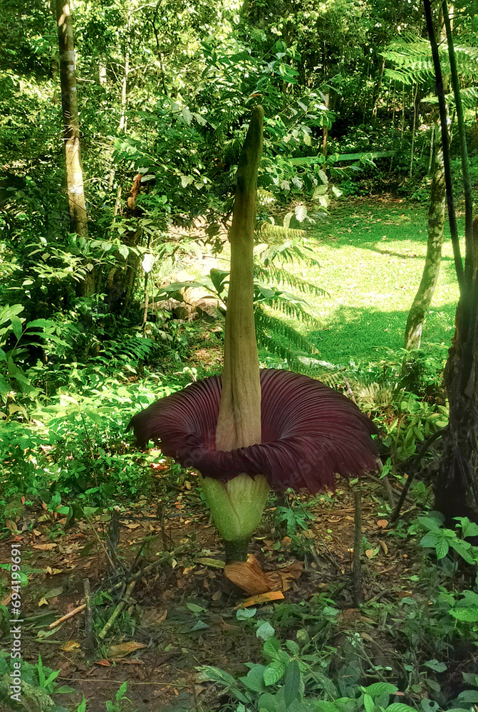 Giant corpse flower, which has the Latin name Amorphophallus titanum, a ...