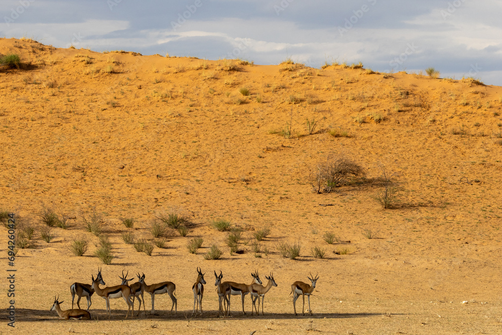 Hot and dry sand dunes near Twee Rivieren in the Kgalagadi ...