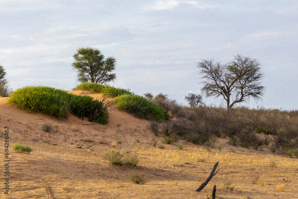 Hot and dry sand dunes near Twee Rivieren in the Kgalagadi ...