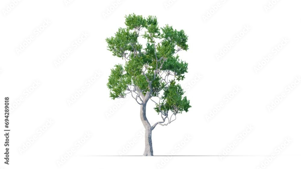 Vidéo Stock Trees grow from small to large. Growing tree on ...