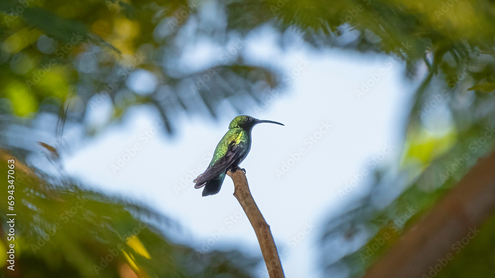 Le Colibri, oiseau endémique de La Martinique, Antilles Françaises ...