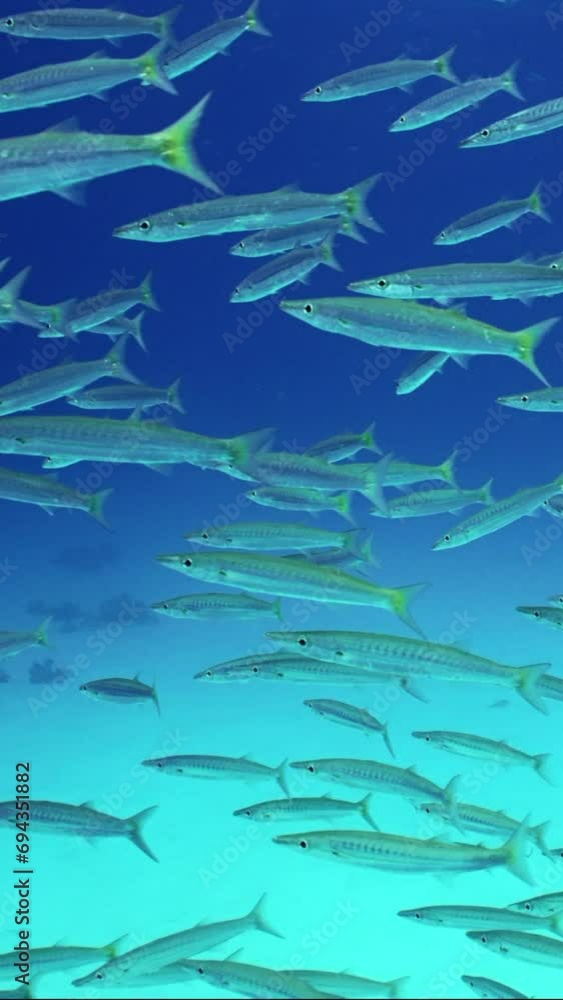 Vertical video, School of Barracudas swim in deep blue water above ...