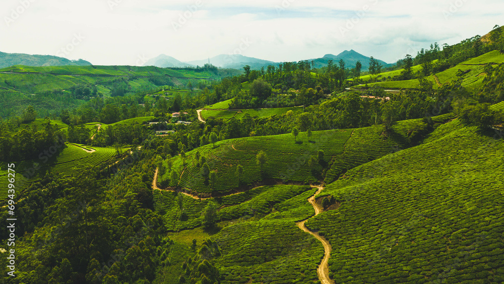 Green tea plantation hills with blue sky on background in Munnar ...
