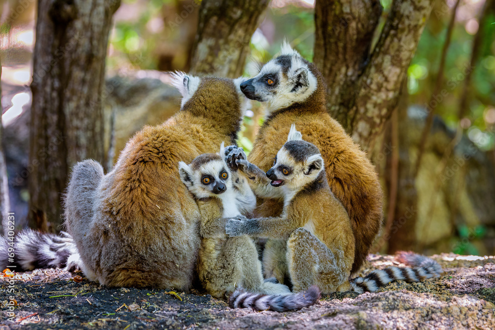 Two Ring-tailed Lemur mothers and their babies, Anja Reserve- Ambalavao ...