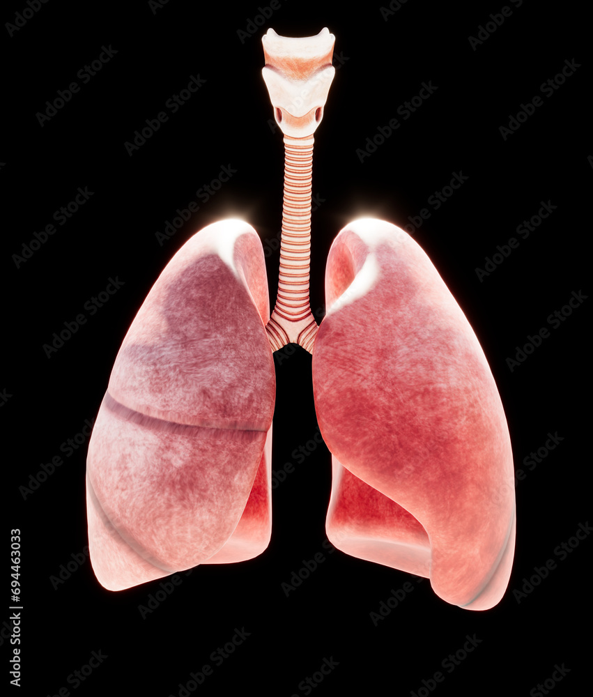 Trachea and lungs, inflammation causing bronchitis. Acute or chronic ...