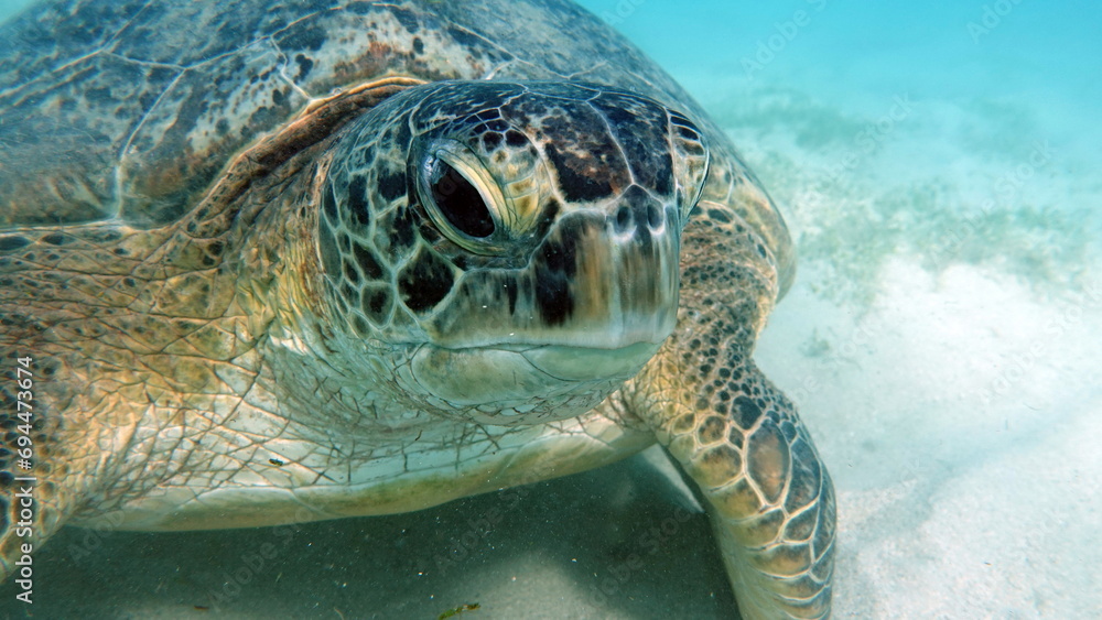Green turtles are the largest of all sea turtles. A typical adult is 3 ...