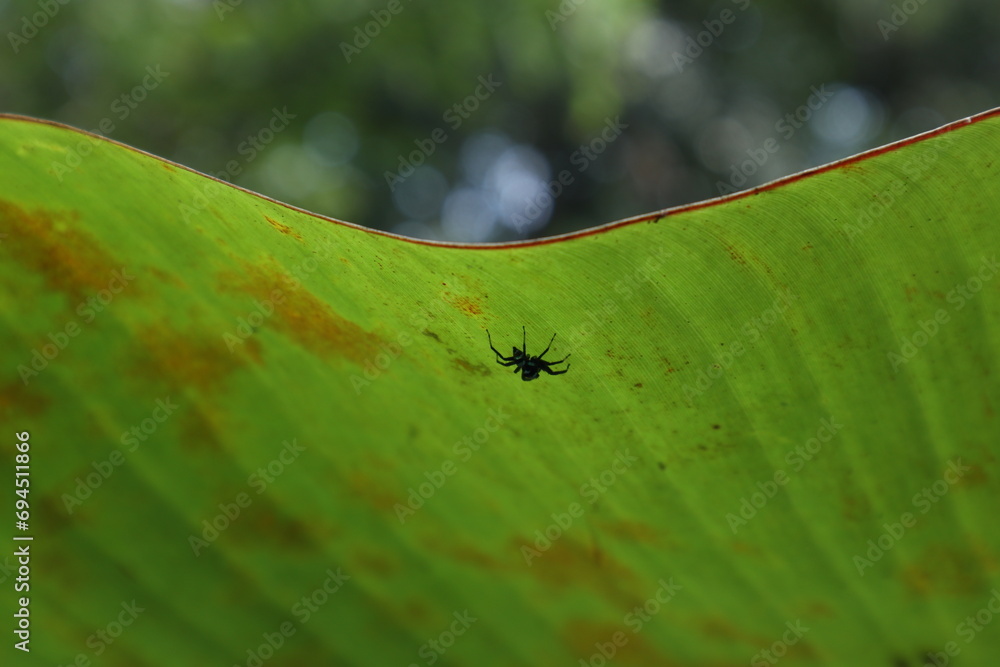 On underside of a banana leaf, a walking small blue color Banded ...