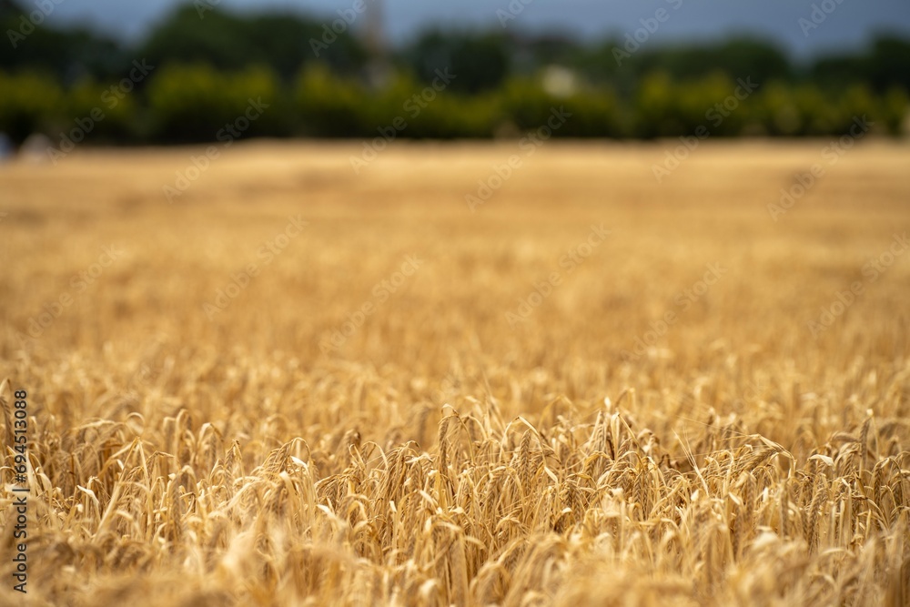 Crop rows of wheat and barley plants showing Agriculture growth and ...