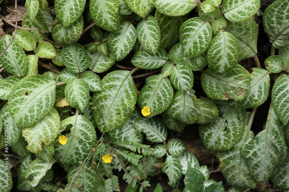 Tiny yellow flowers of a Reinwardt's Tree Plant growing on a wall ...