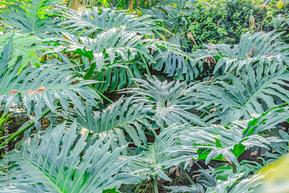 Green leaves philodendron selloum mature form in garden ...