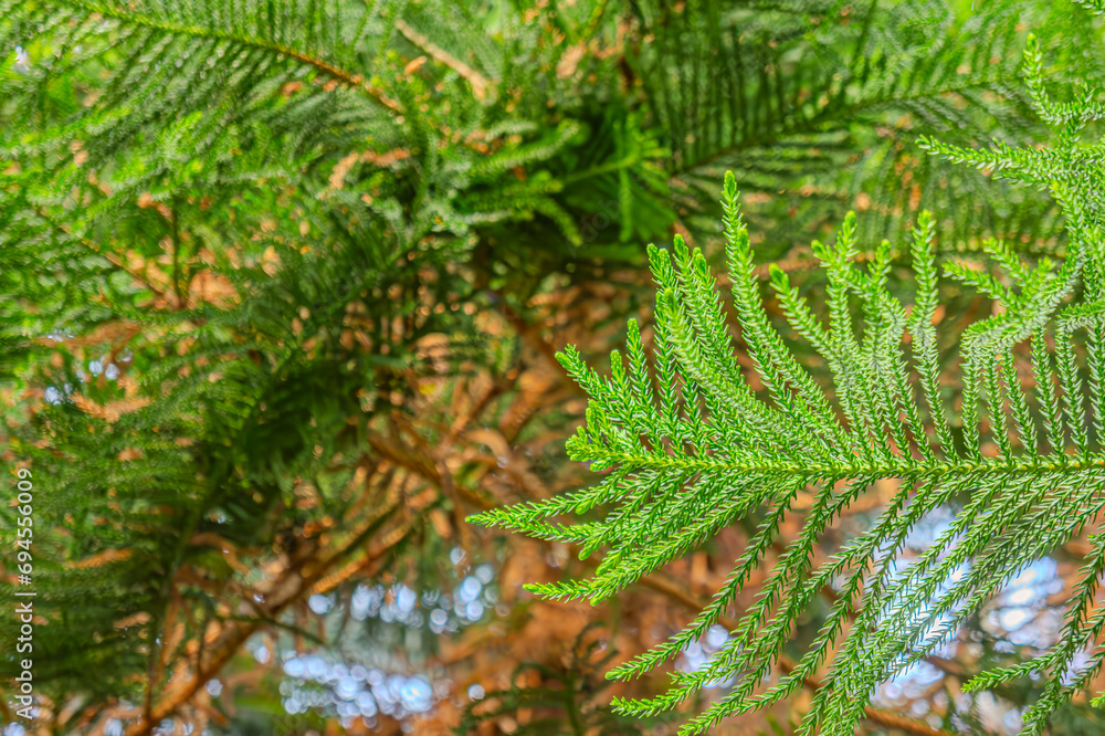Araucaria heterophylla, green leaves background. It's also known as ...
