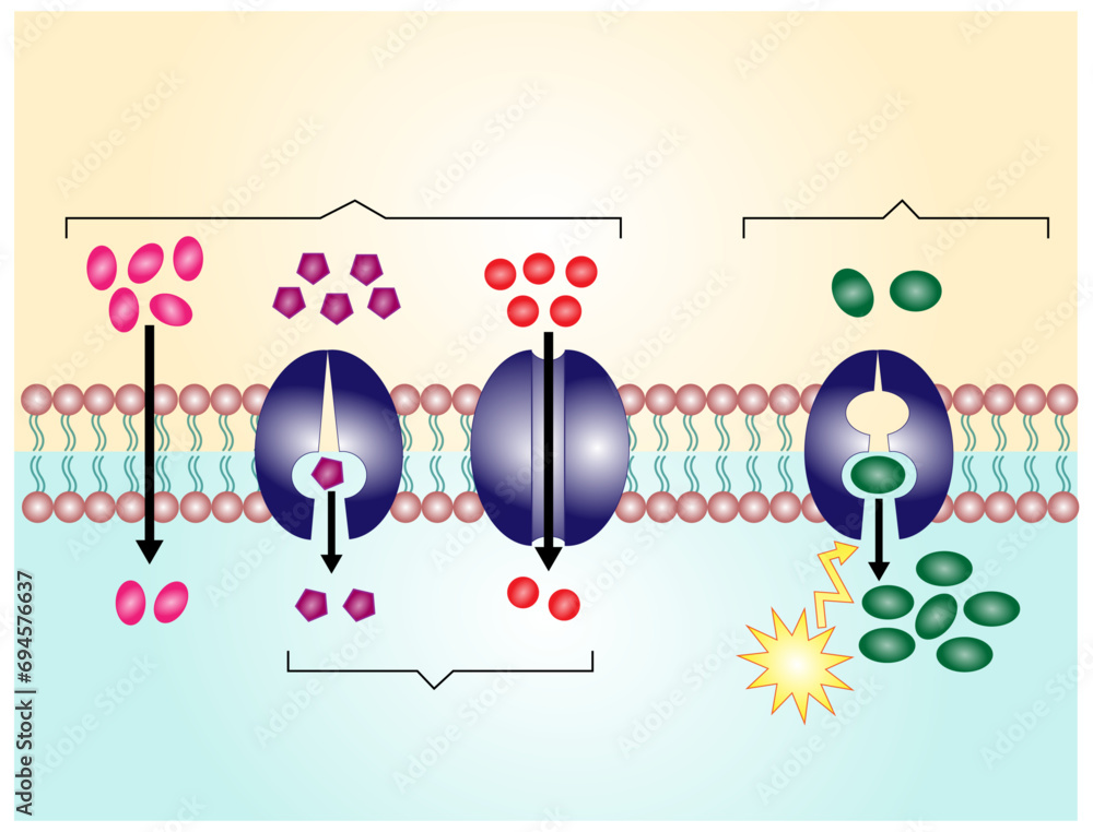 Active vs passive transport for Molecules movement in cell. Membrane transport, different ...