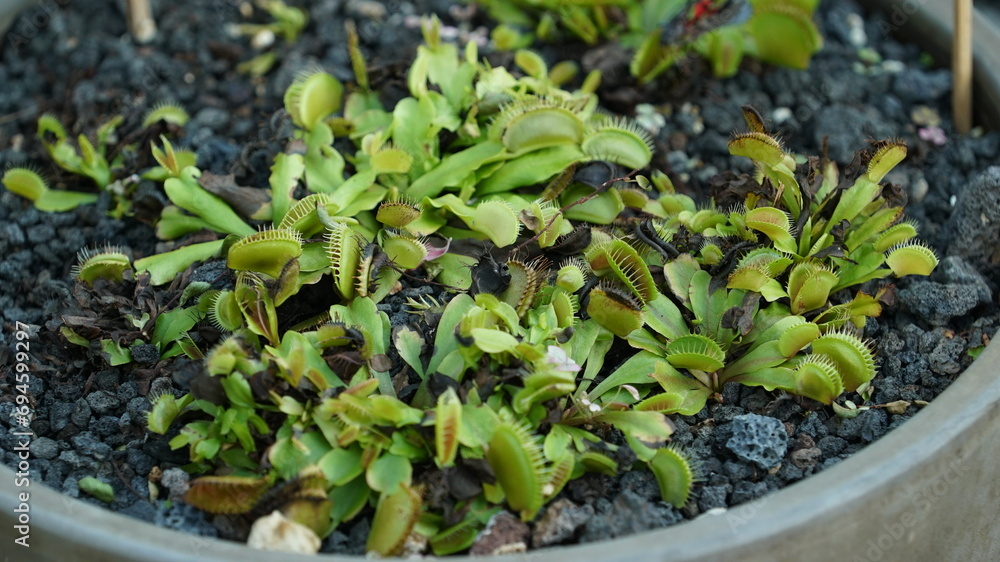 Insectivorous plants, Venus flytraps, growing in the flower bed of the ...