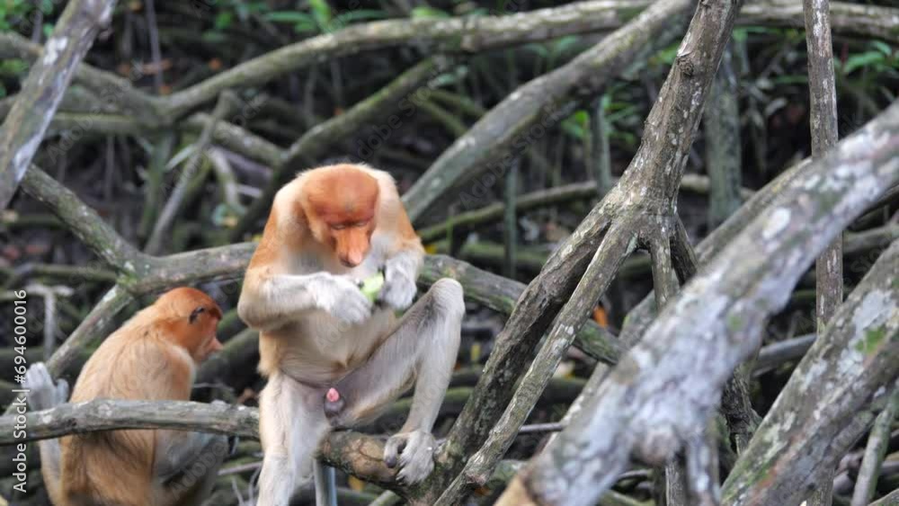 Vidéo Stock adult male proboscis monkey (Nasalis larvatus)alpha male is ...