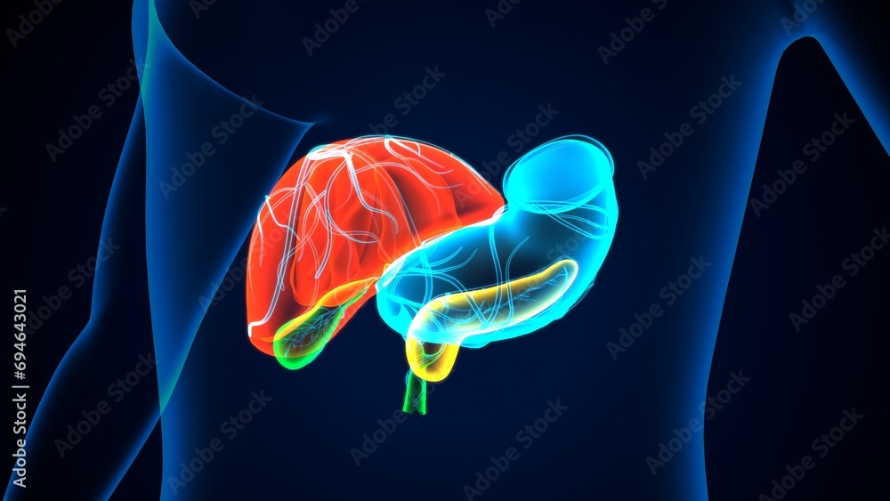 human pancreas,liver,stomach and gallbladder anatomy system. 3d render ...