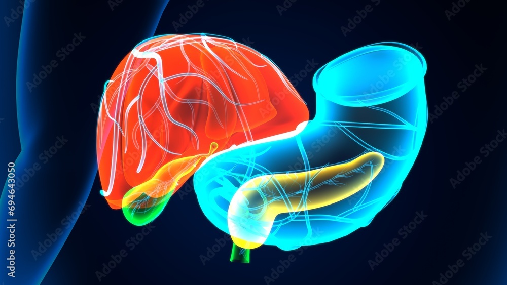 human pancreas,liver,stomach and gallbladder anatomy system. 3d render ...