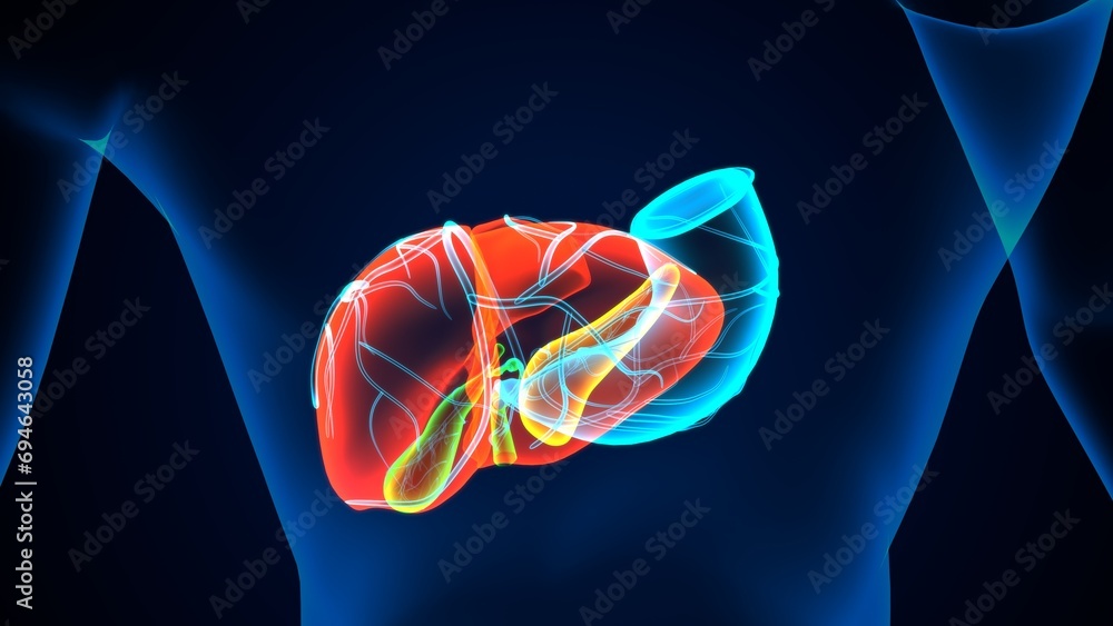 human pancreas,liver,stomach and gallbladder anatomy system. 3d render ...