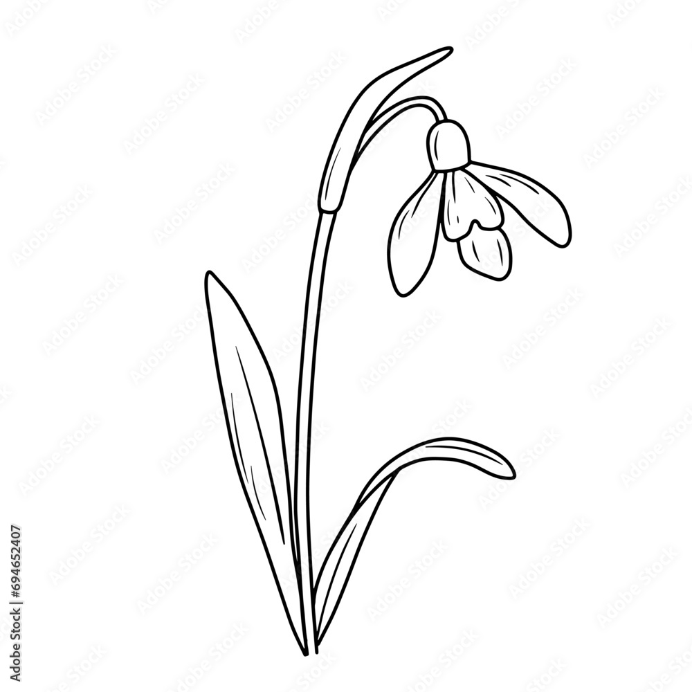 January birth month flower snowdrop line art vector illustration. Hand ...