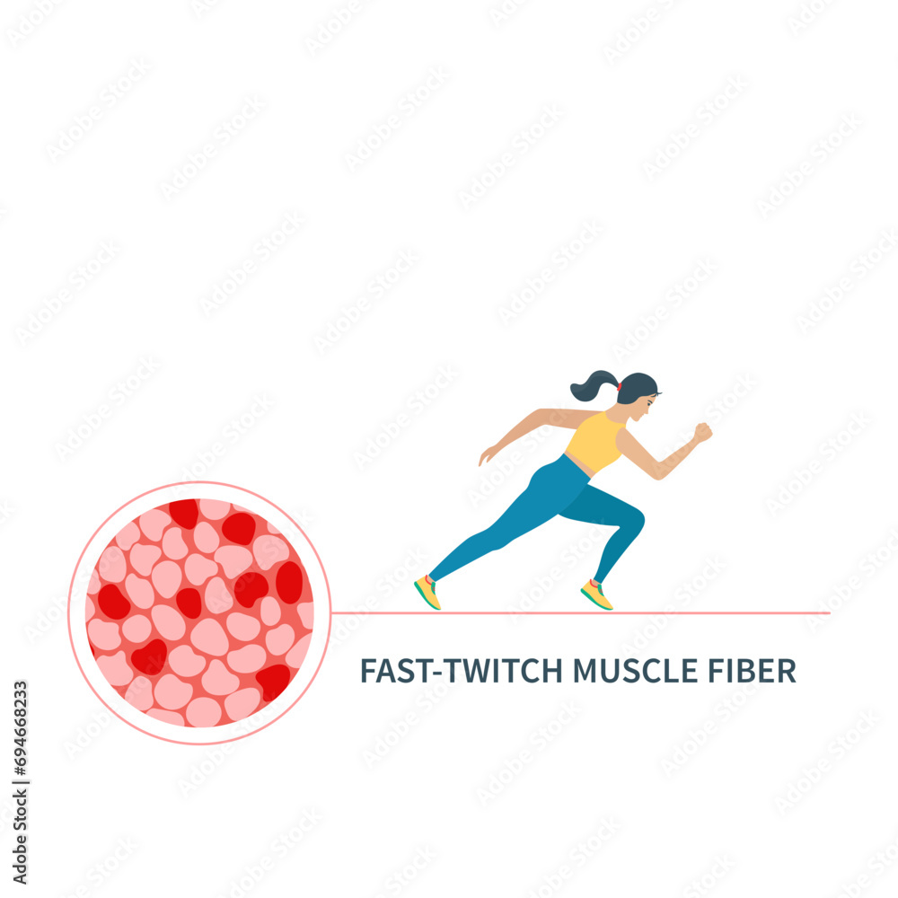 Human skeletal muscle fiber types. Fast twitch white muscular tissue ...
