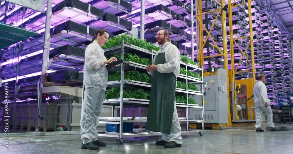 Agricultural Engineer and a Young Female Scientist Discussing Basil ...