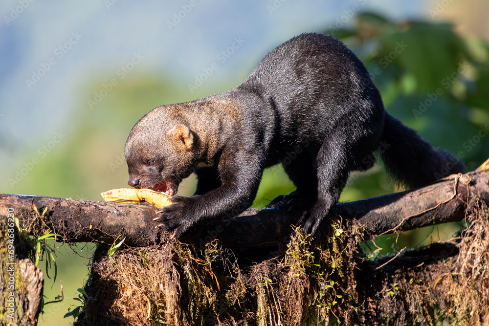 A Tayra (Eira barbara) steeling food. They are a member of the weasel ...