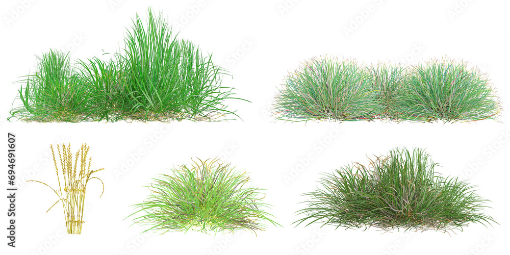 collection of Ammophila arenaria,Lolium perenne,Festuca beautiful ...