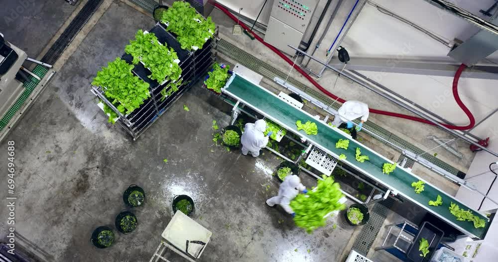 Top Down View on a Vertical Farm Employees Working on a Conveyor Belt ...