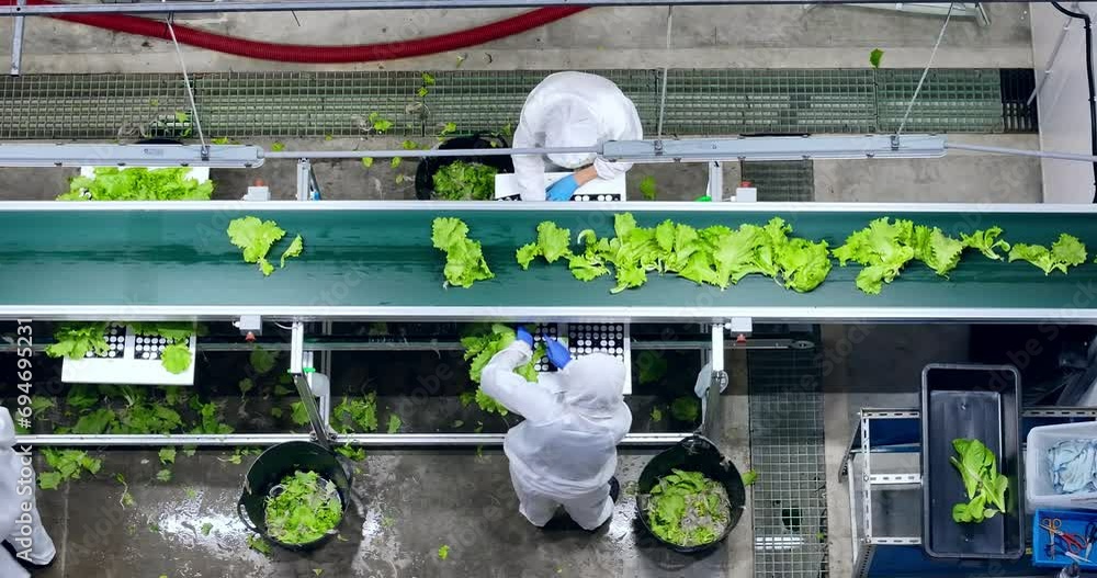 Top Down View on a Vertical Farm Employees Working on a Conveyor Belt ...