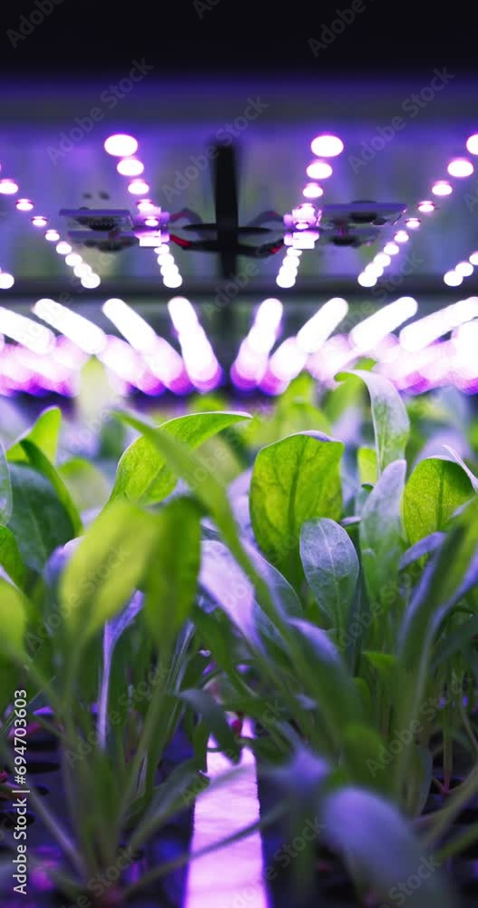 Vertical Screen: Vertical Farming Rack with Green Spinach Growing in a ...
