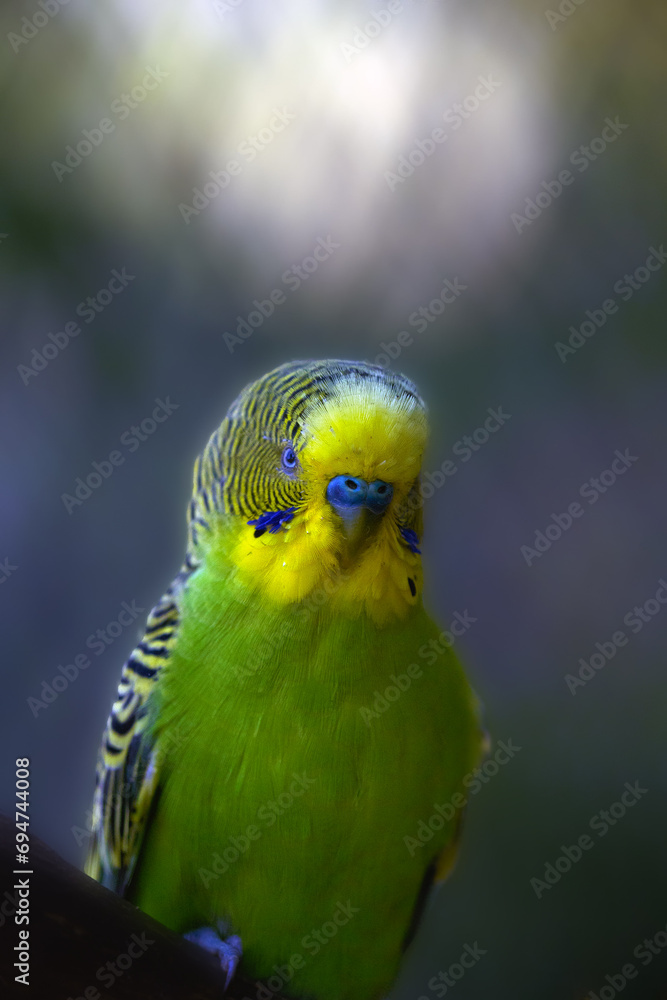 The budgerigar (Melopsittacus undulatus), also known as the common ...