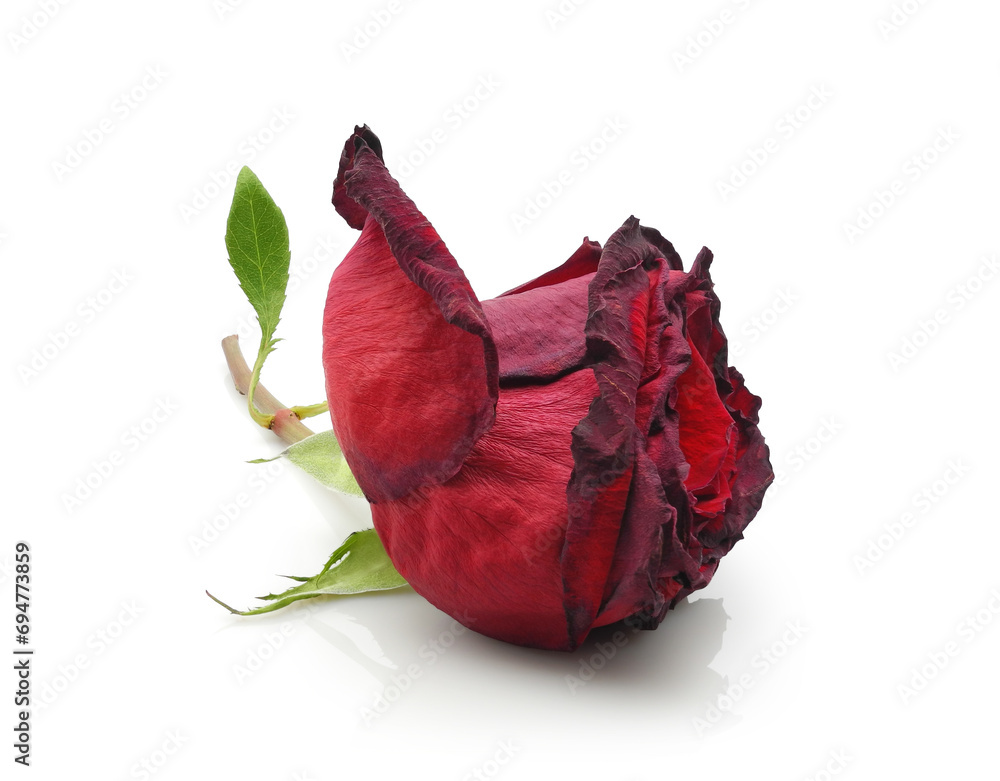 Dead faded red rose flower isolated on white background. Relationship ...