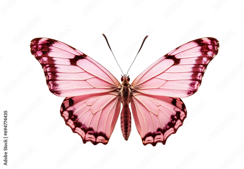 Pink butterfly in PNG format or on a transparent background. A ...