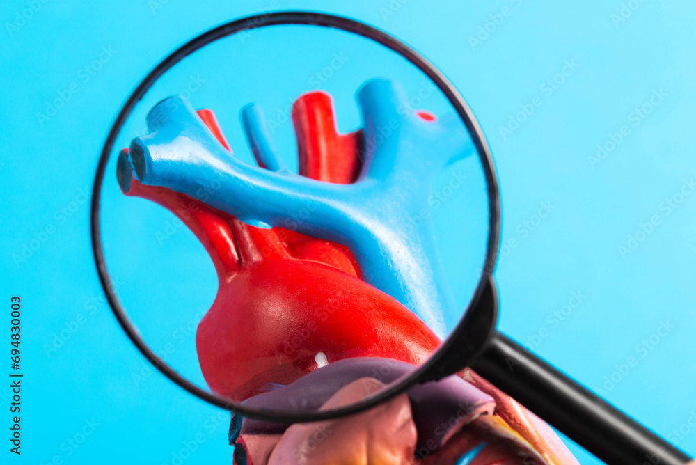 Coronary vessels of the heart under a magnifying glass on a blue ...