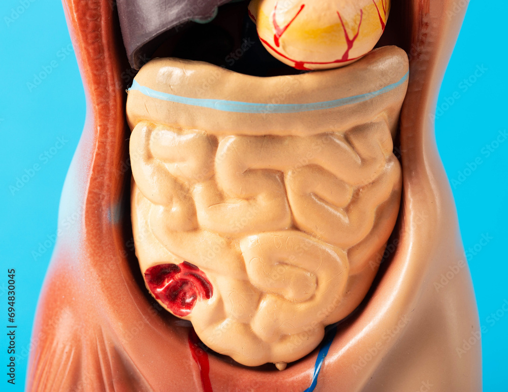 Mockup of a human with internal organs and intestines on a blue ...