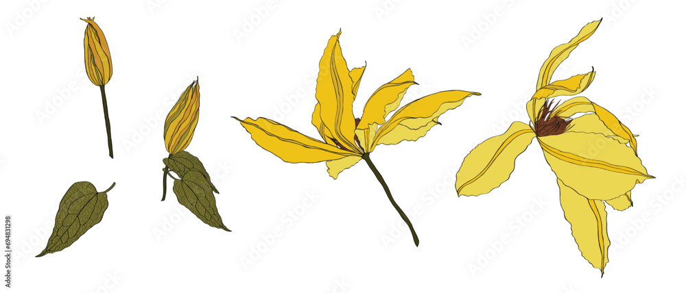 Yellow clematis line blooming flowers isolated on white background ...