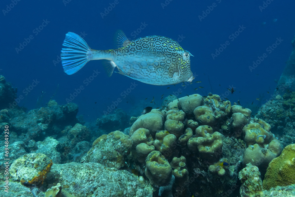 Spotted boxfish swimming over coral reef Stock Photo | Adobe Stock
