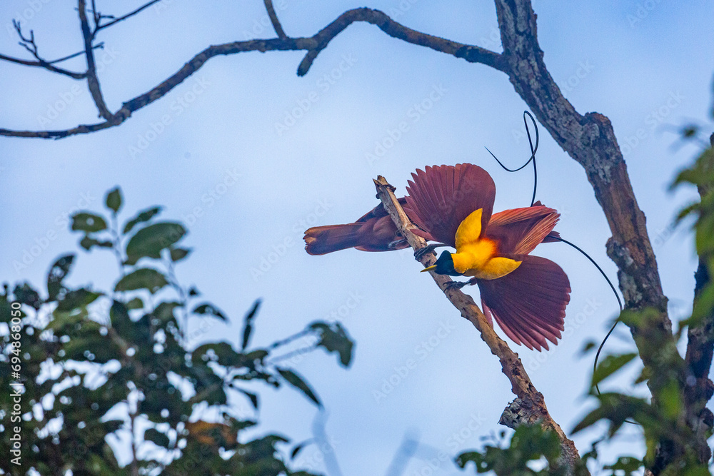A pair of adult red birds-of-paradise (Paradisaea rubra), in courtship ...